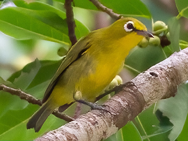 Vanuatu White-eye - eBird