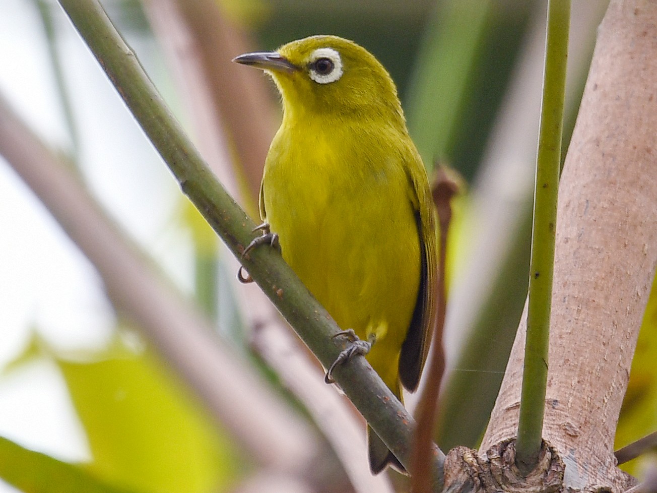 Vanuatu White-eye - eBird