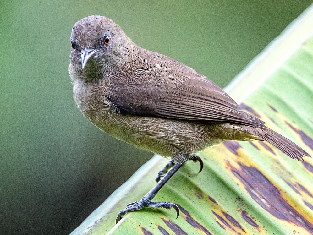 Dusky White-eye - eBird