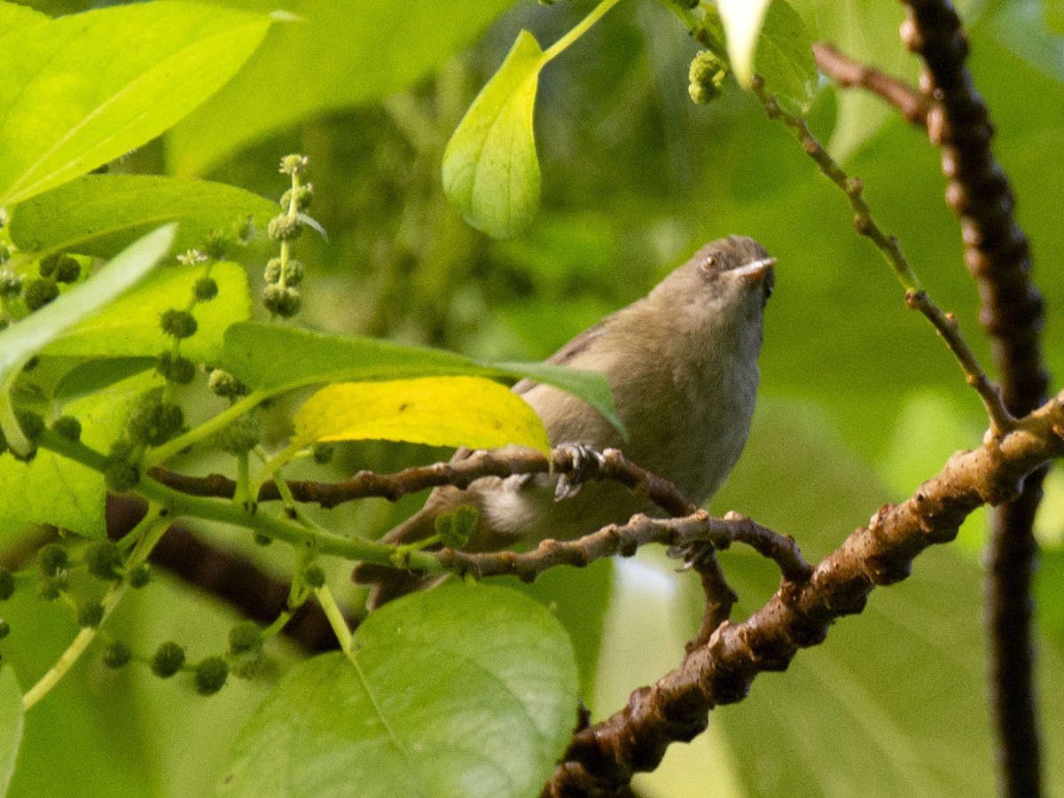 Dusky White-eye - eBird