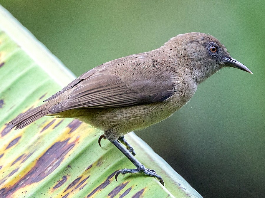 Dusky White-eye - eBird