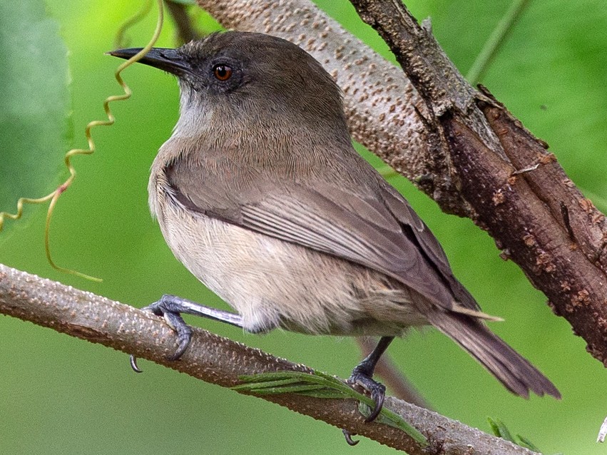 Dusky White-eye - eBird