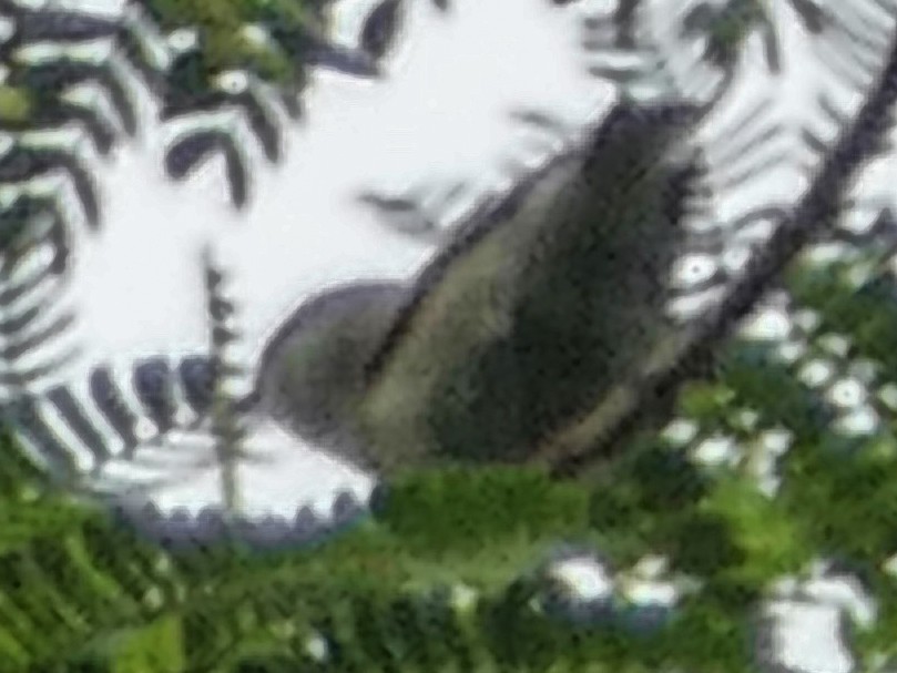 Anteojitos de Pohnpei - eBird