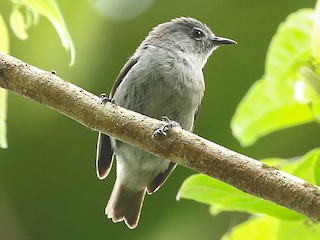 Pohnpei White-eye - Zosterops ponapensis - Birds of the World