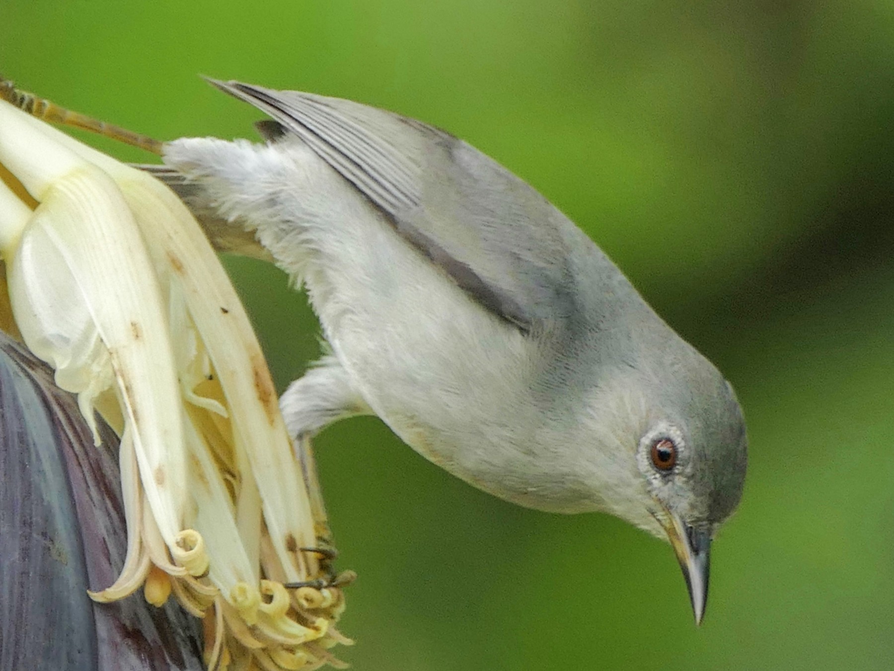 Kosrae White-eye - eBird