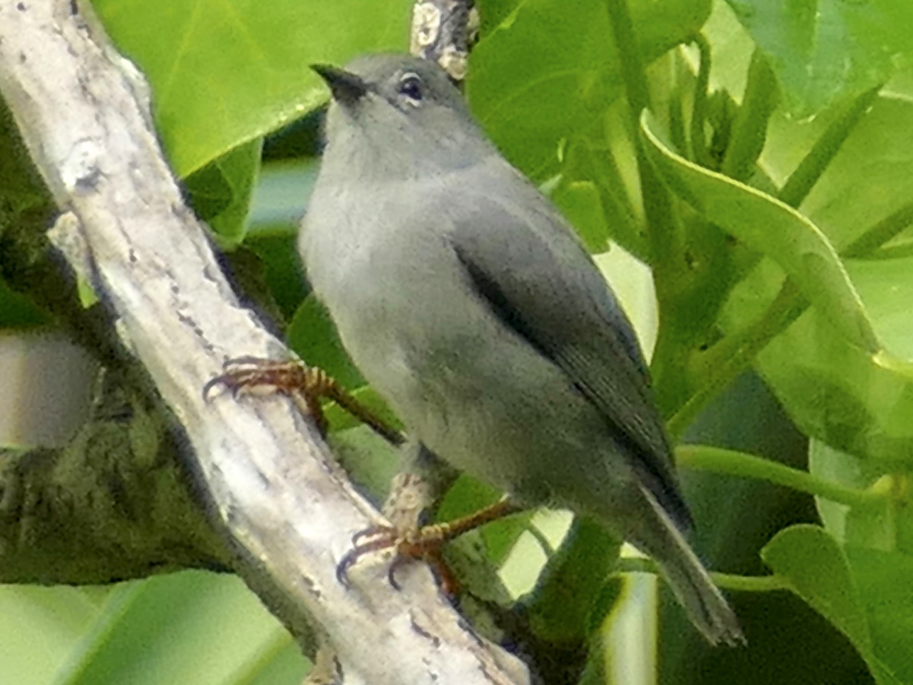 Zostérops cendré - eBird