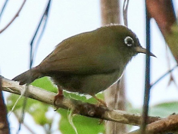Yap White-eye - eBird