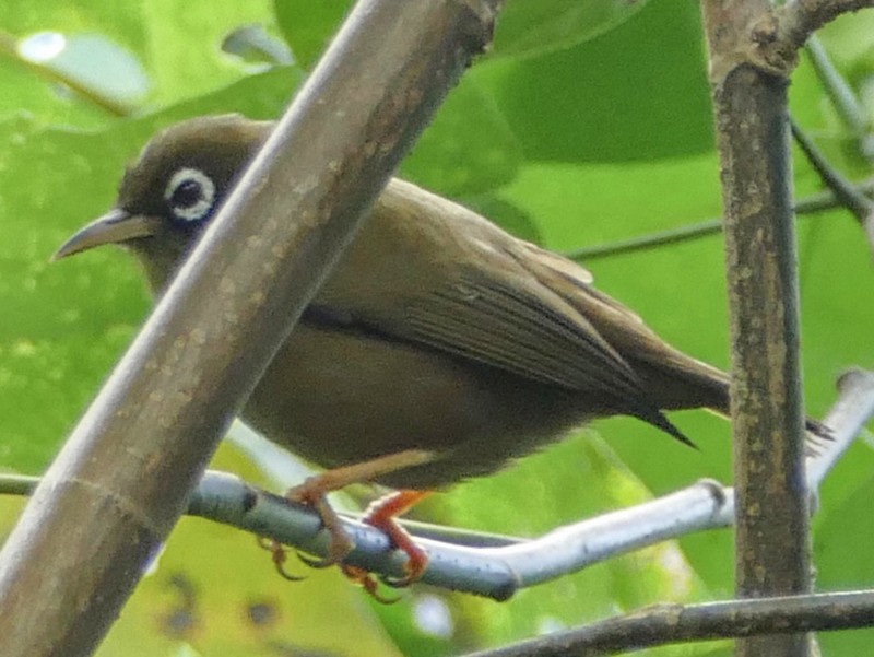 Olive-colored White-eye - eBird