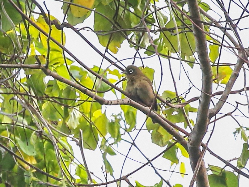 Olive-colored White-eye - eBird