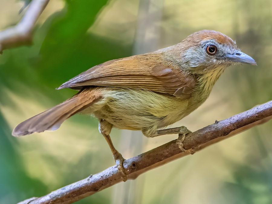 Gray-faced Tit-Babbler - eBird