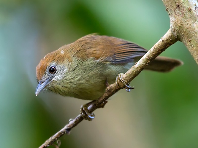 Gray-faced Tit-Babbler - eBird