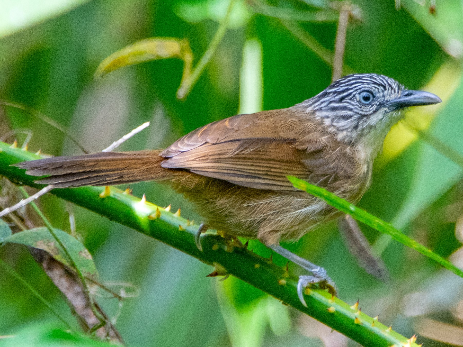 Brown Tit-Babbler - eBird