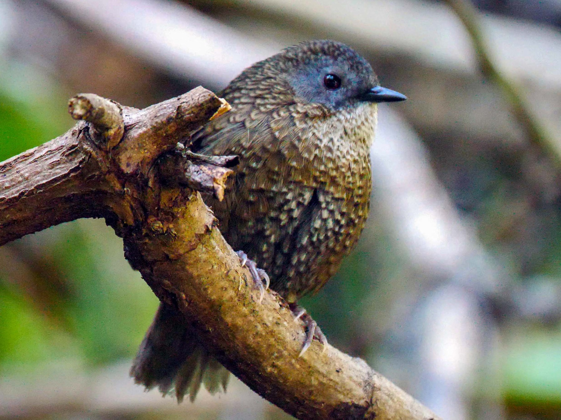 Gray-bellied Wren-Babbler - eBird