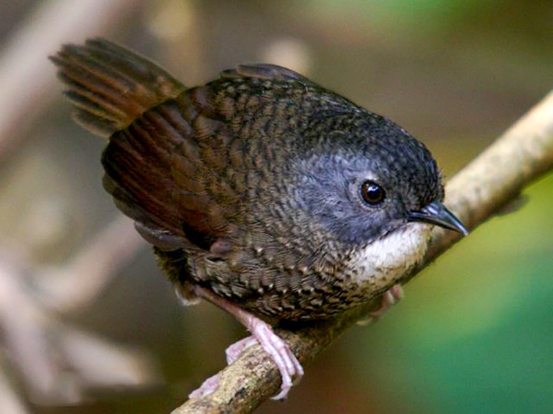 Grey-bellied Wren-Babbler - eBird