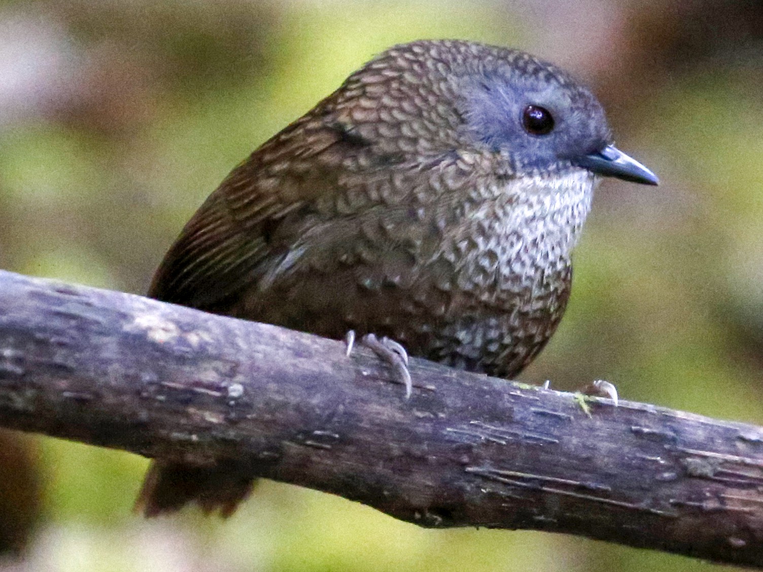 Gray-bellied Wren-Babbler - eBird