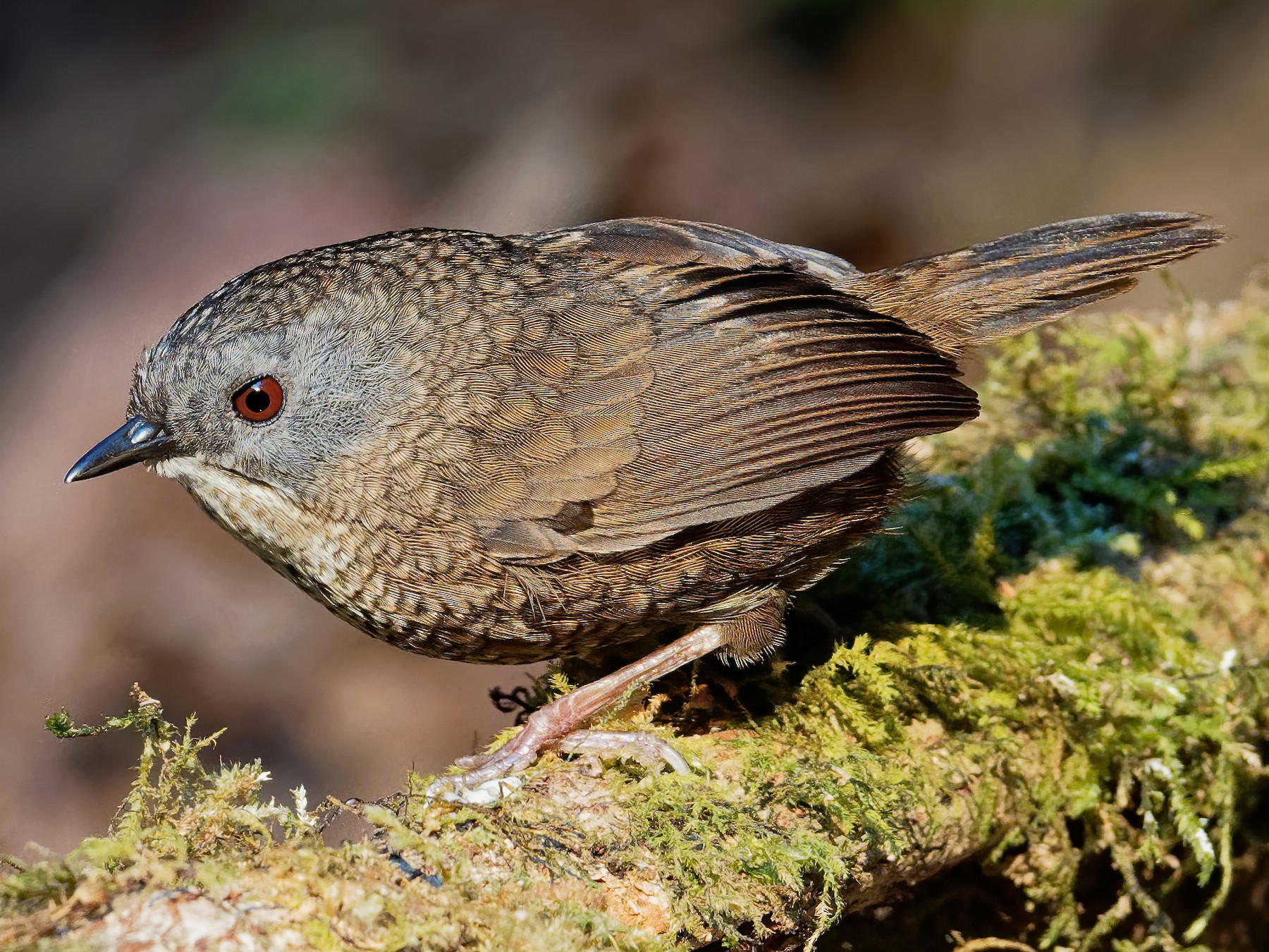 Gray-bellied Wren-Babbler - eBird