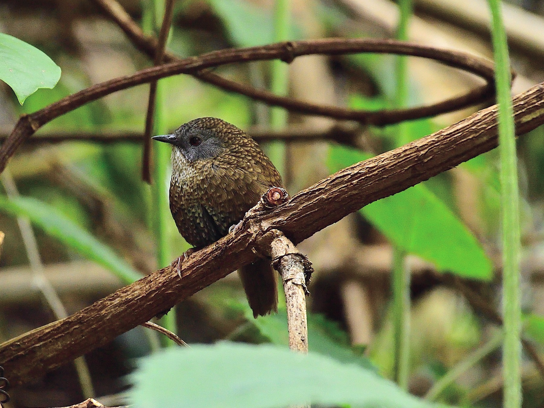 Gray-bellied Wren-Babbler - eBird