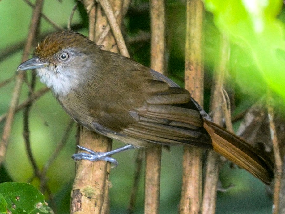 Palawan Babbler - eBird