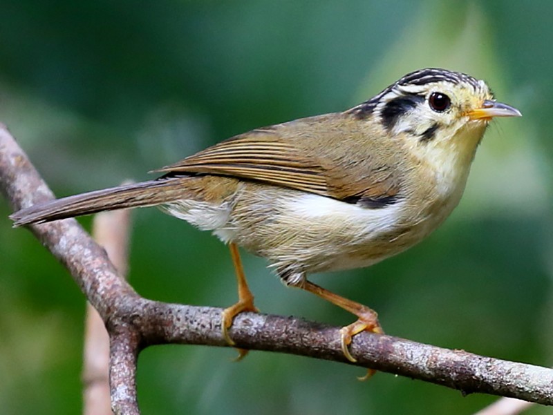 Black-crowned Fulvetta - Schoeniparus klossi - Birds of the World