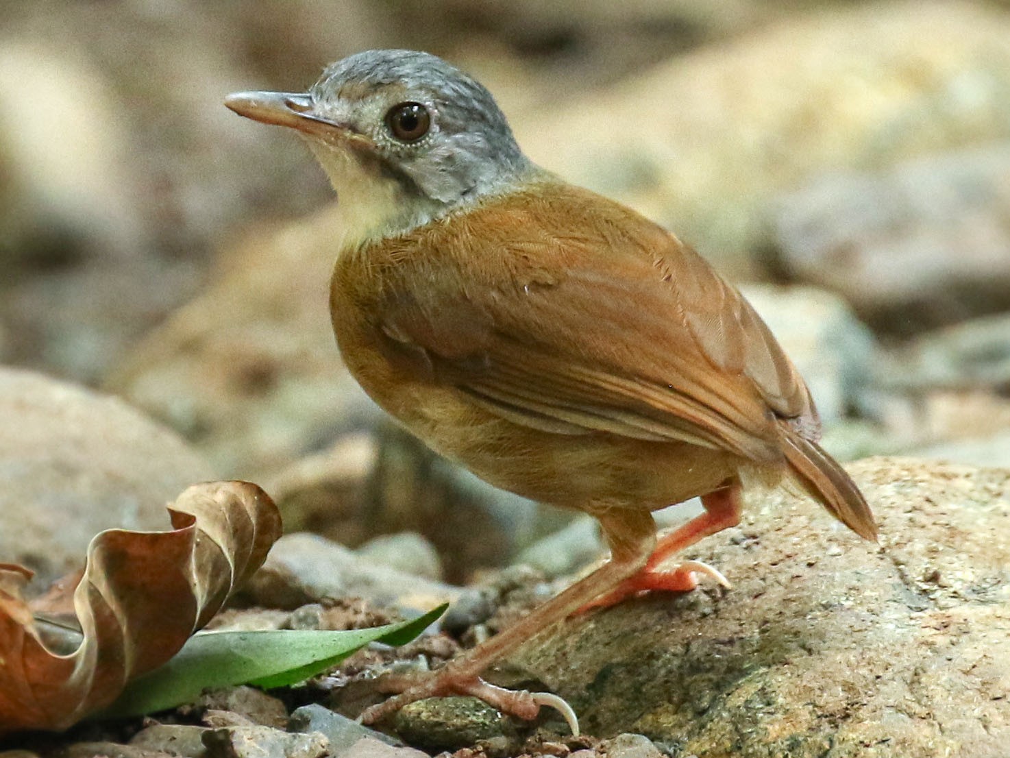 Ashy-headed Babbler - eBird