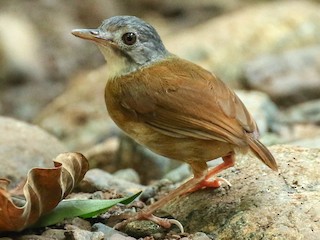 Ashy-headed Babbler - eBird
