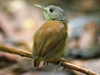 Ashy-headed Babbler - eBird