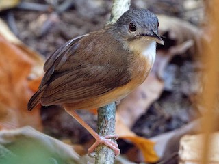 Ashy-headed Babbler - eBird