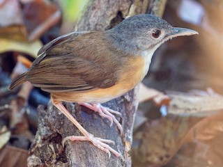 Ashy-headed Babbler - eBird
