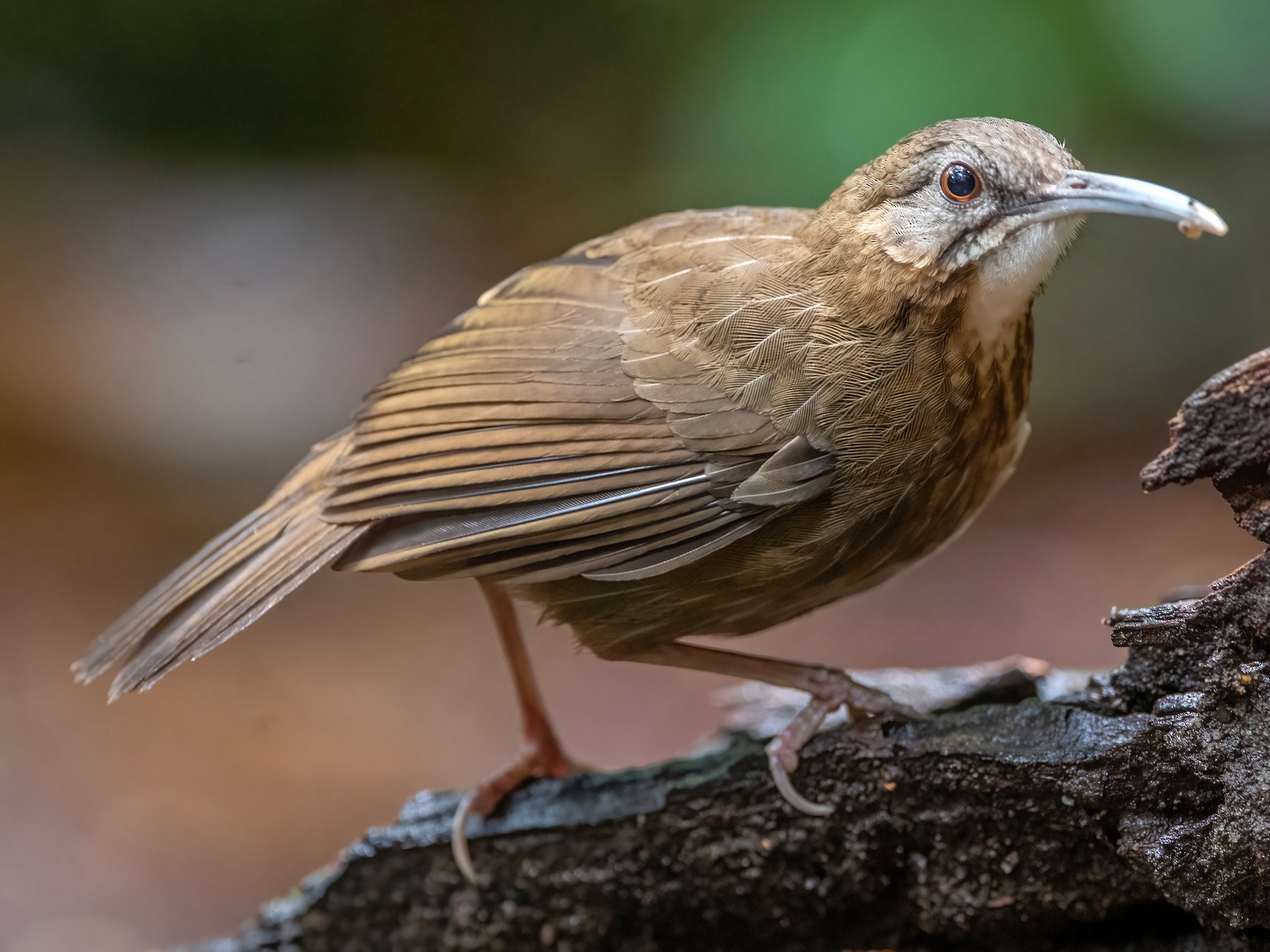 Short-tailed Scimitar-Babbler - eBird