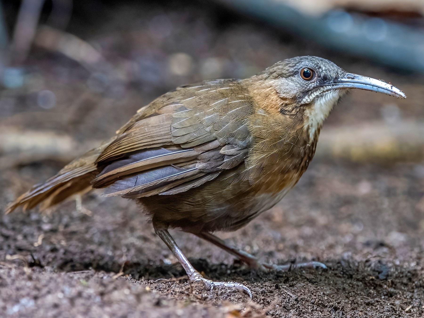 Short-tailed Scimitar-Babbler - eBird