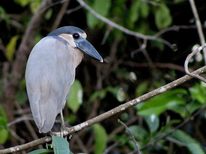 Boat-billed Heron - eBird