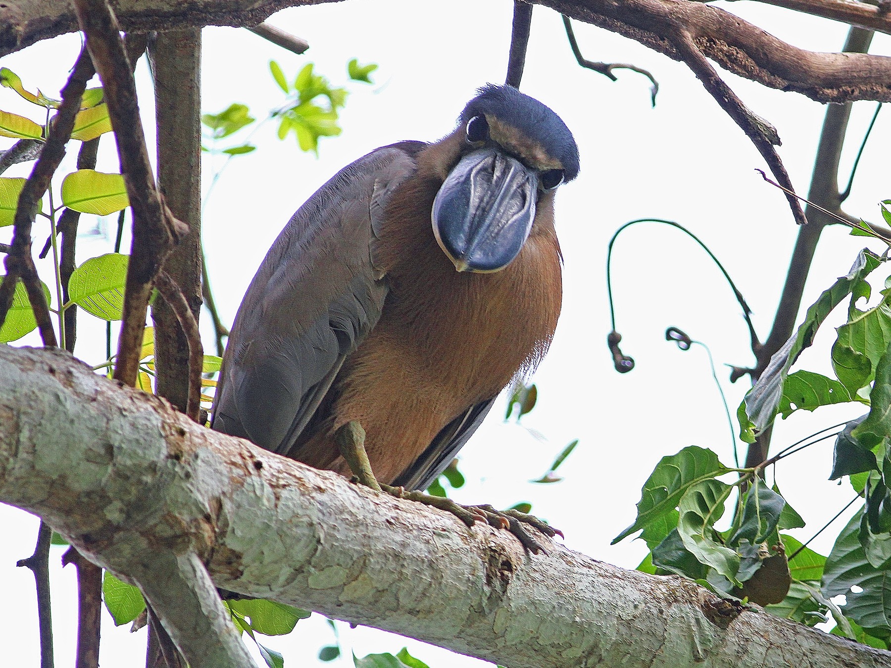 Online Zoo Boat Billed Heron Boat Bill Bird Detail. Boat Billed Heron,