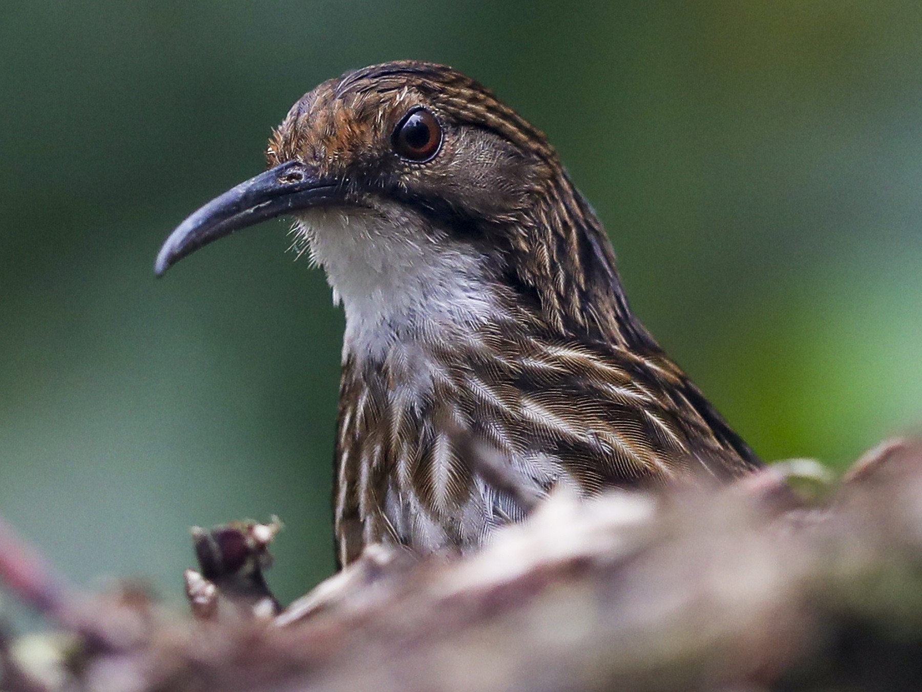 White-throated Wren-Babbler - eBird