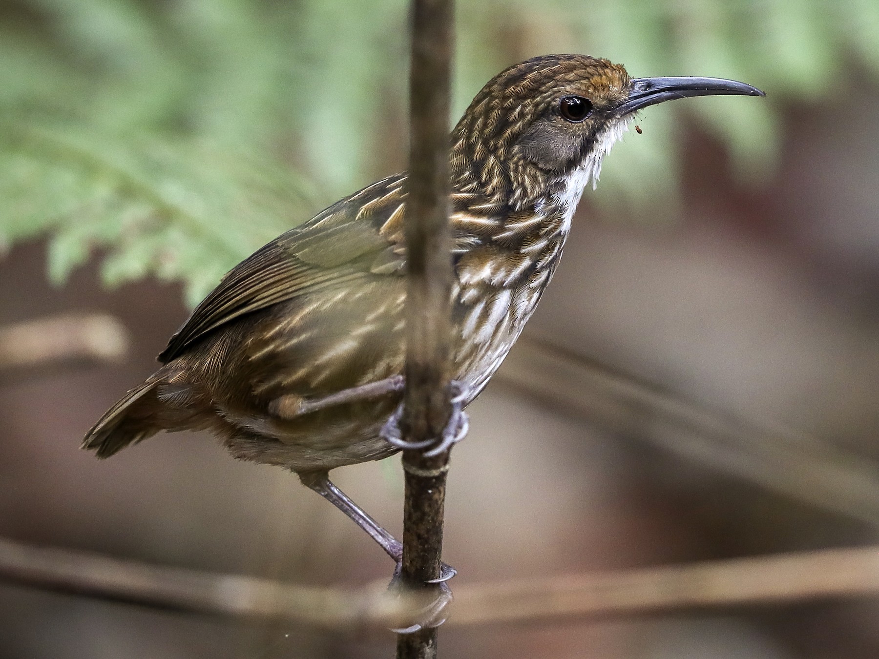 White-throated Wren-Babbler - eBird