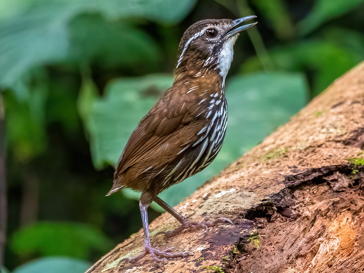 Striated Wren-Babbler - eBird