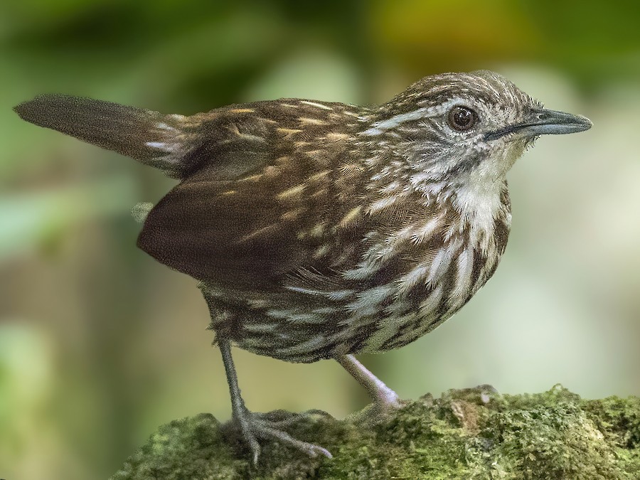 Striated Wren-Babbler - eBird