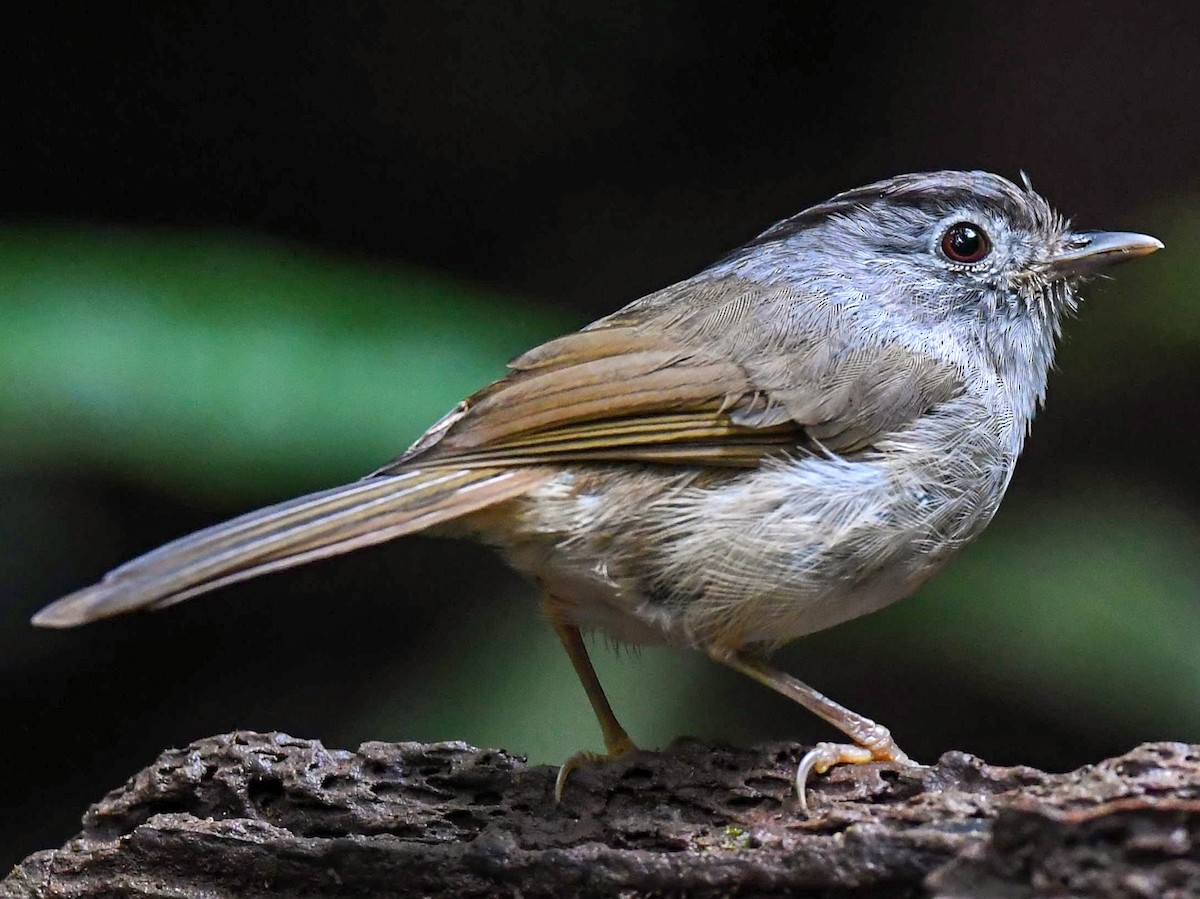 Black-browed Fulvetta - Alcippe grotei - Birds of the World