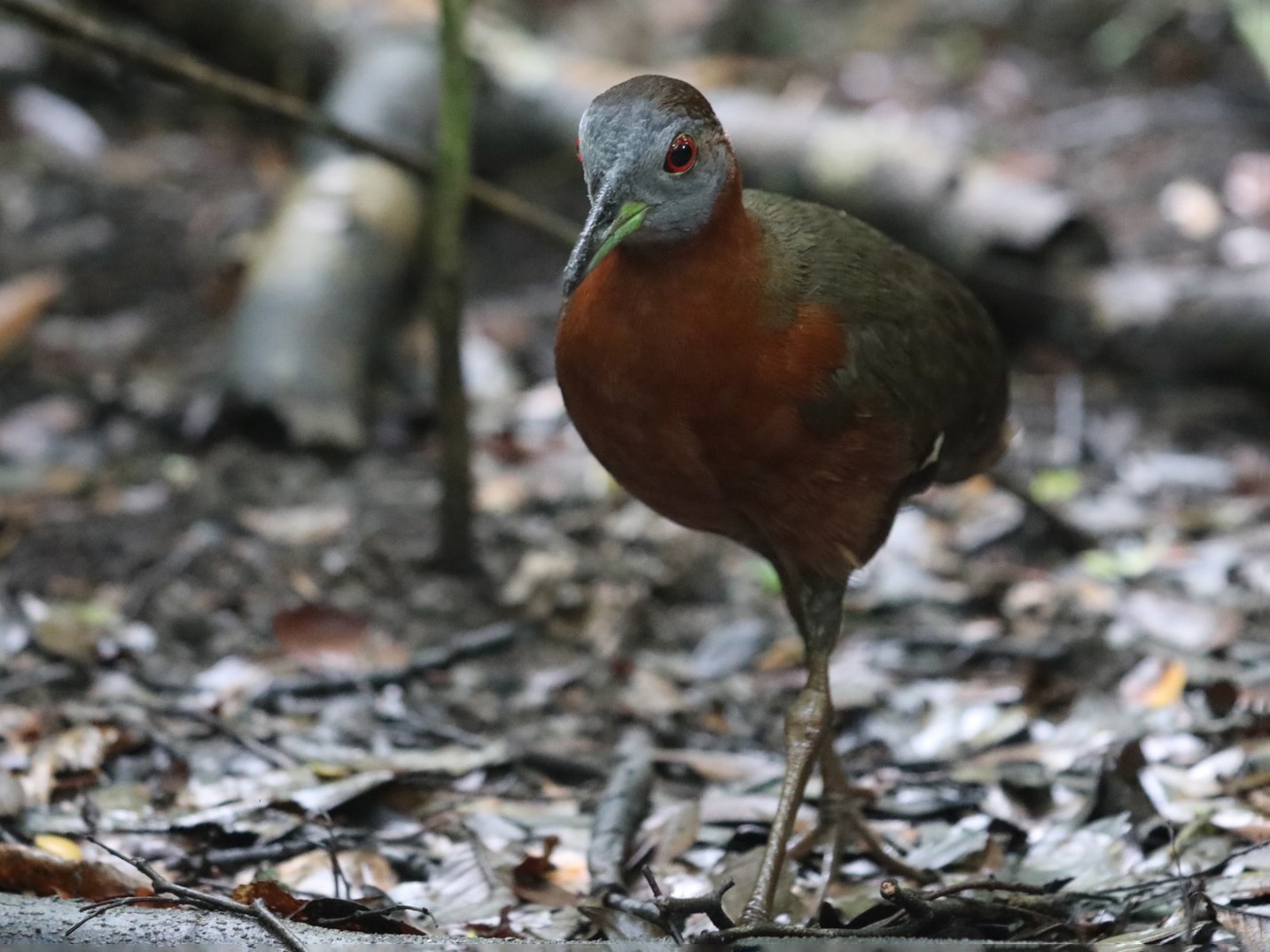 Gray-throated Rail - eBird