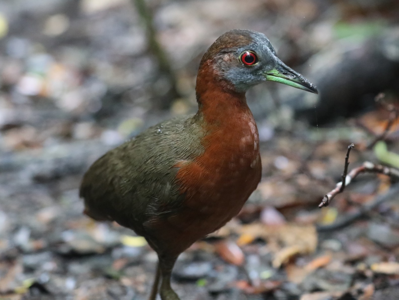 Gray-throated Rail - eBird