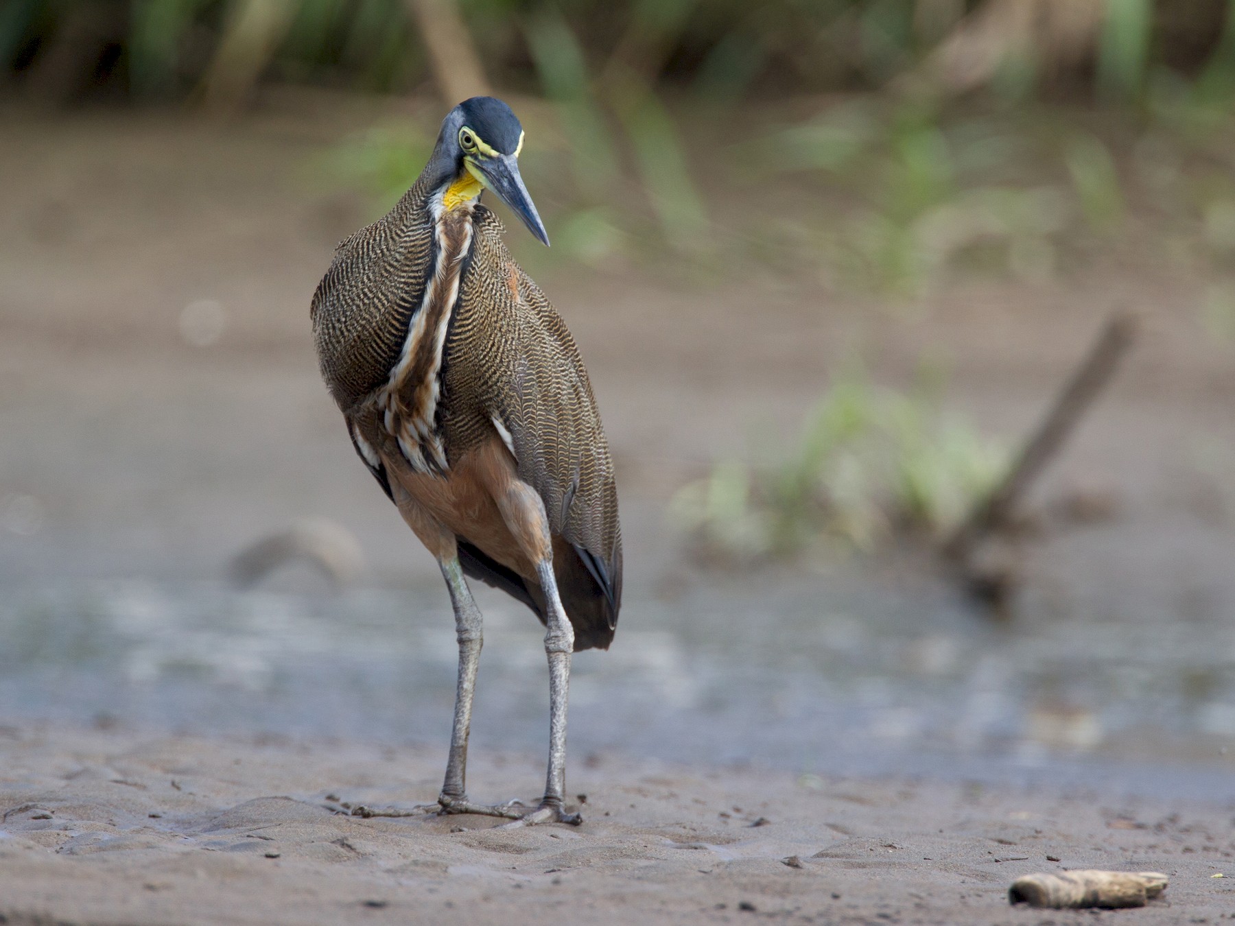 Garza Tigre Mexicana - eBird