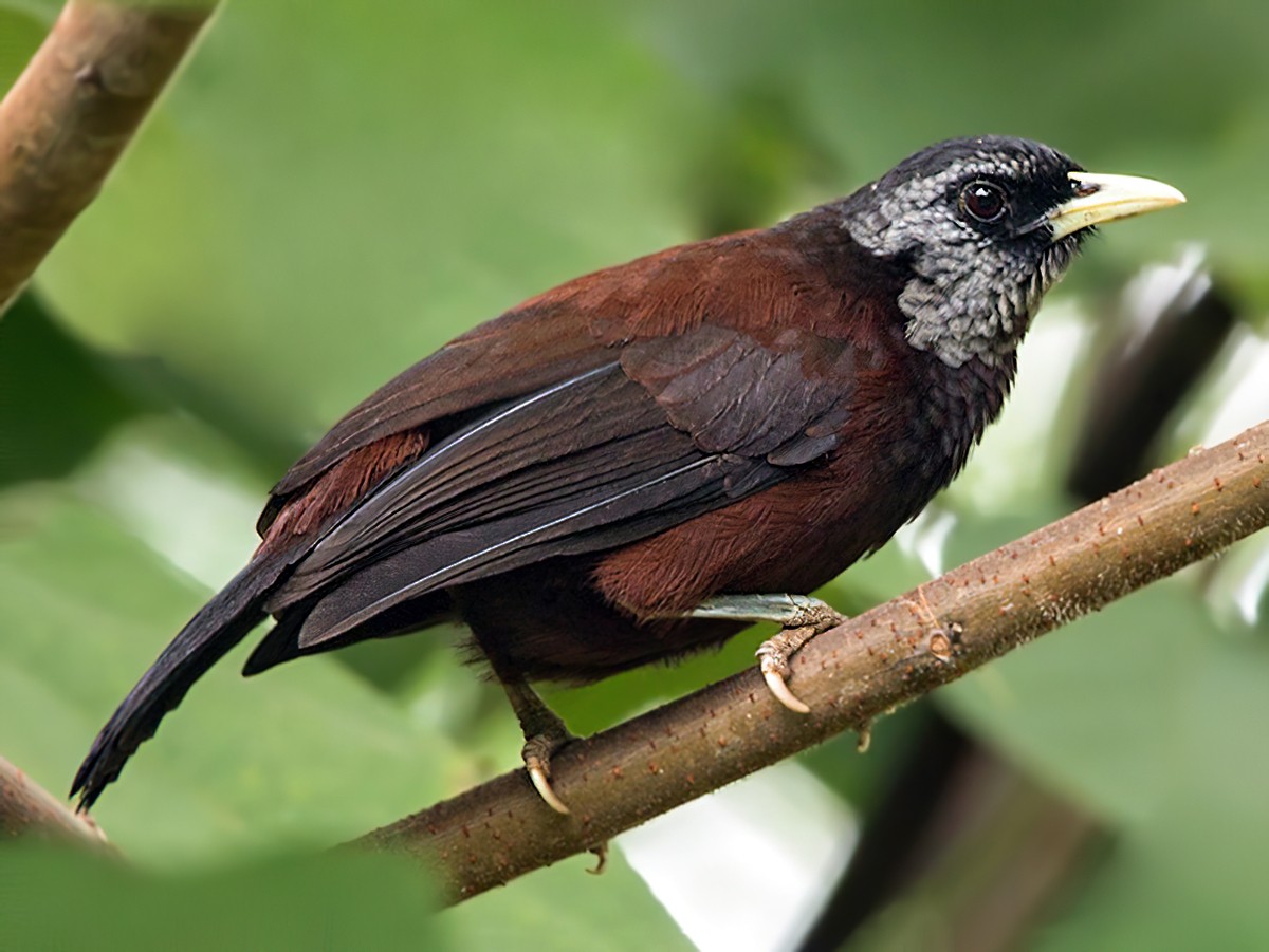 Capuchin Babbler - Turdoides atripennis - Birds of the World