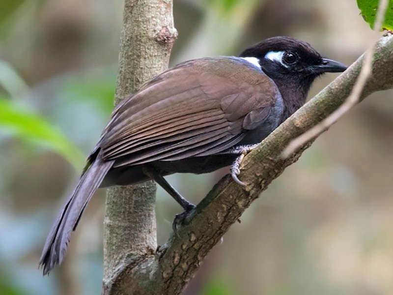 Cambodian Laughingthrush - Garrulax ferrarius - Birds of the World
