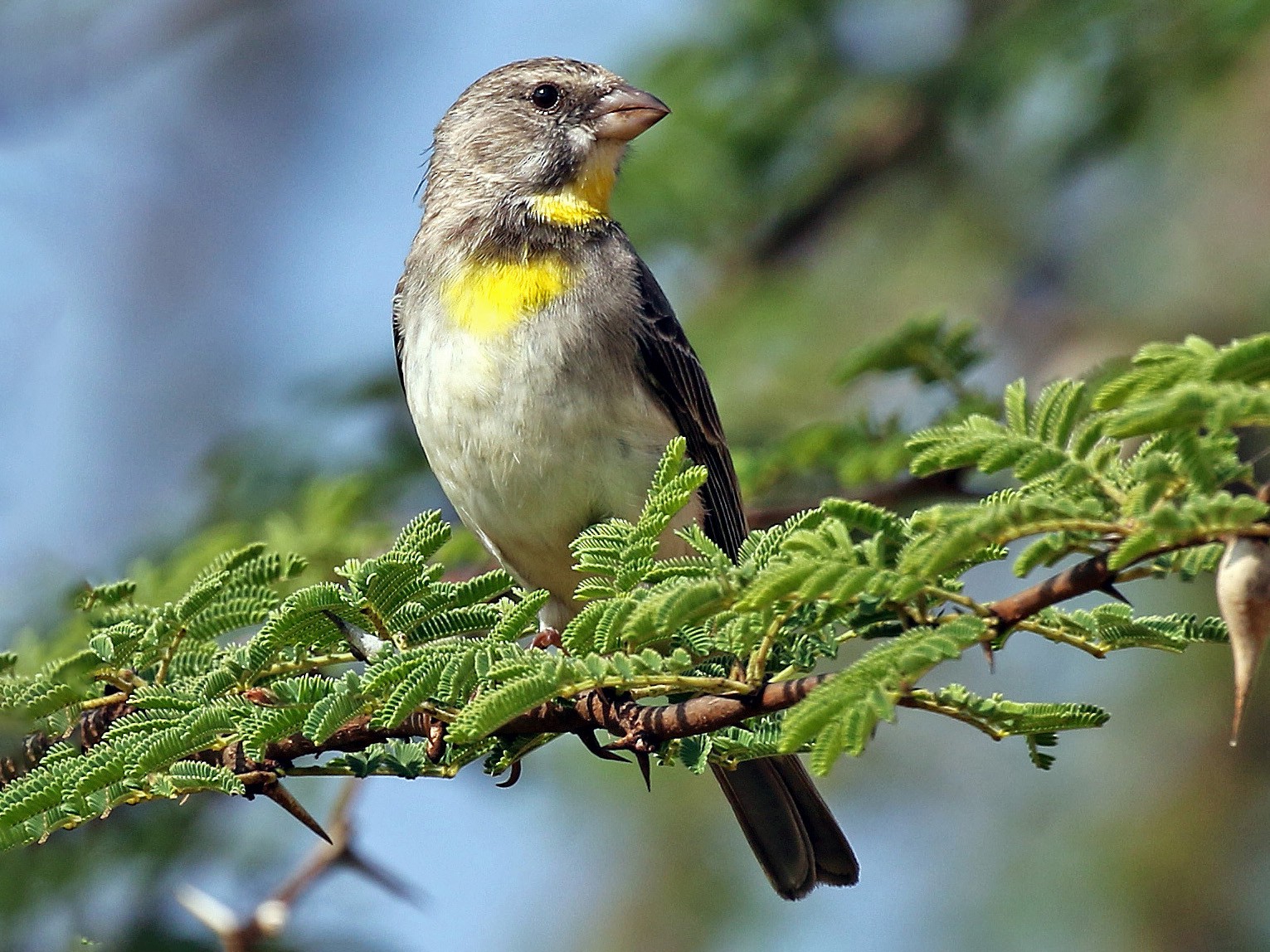 Salvadori's serin - eBird