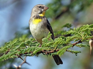Salvadori's Serin - eBird