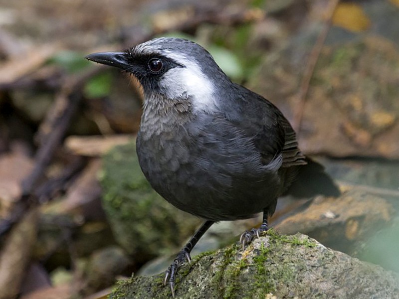 Grey Laughingthrush - eBird