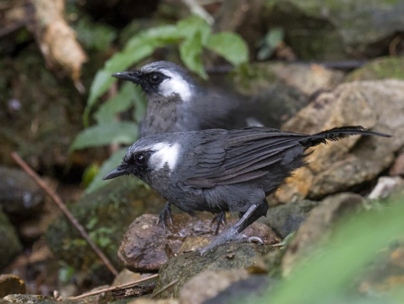 Grey Laughingthrush - eBird