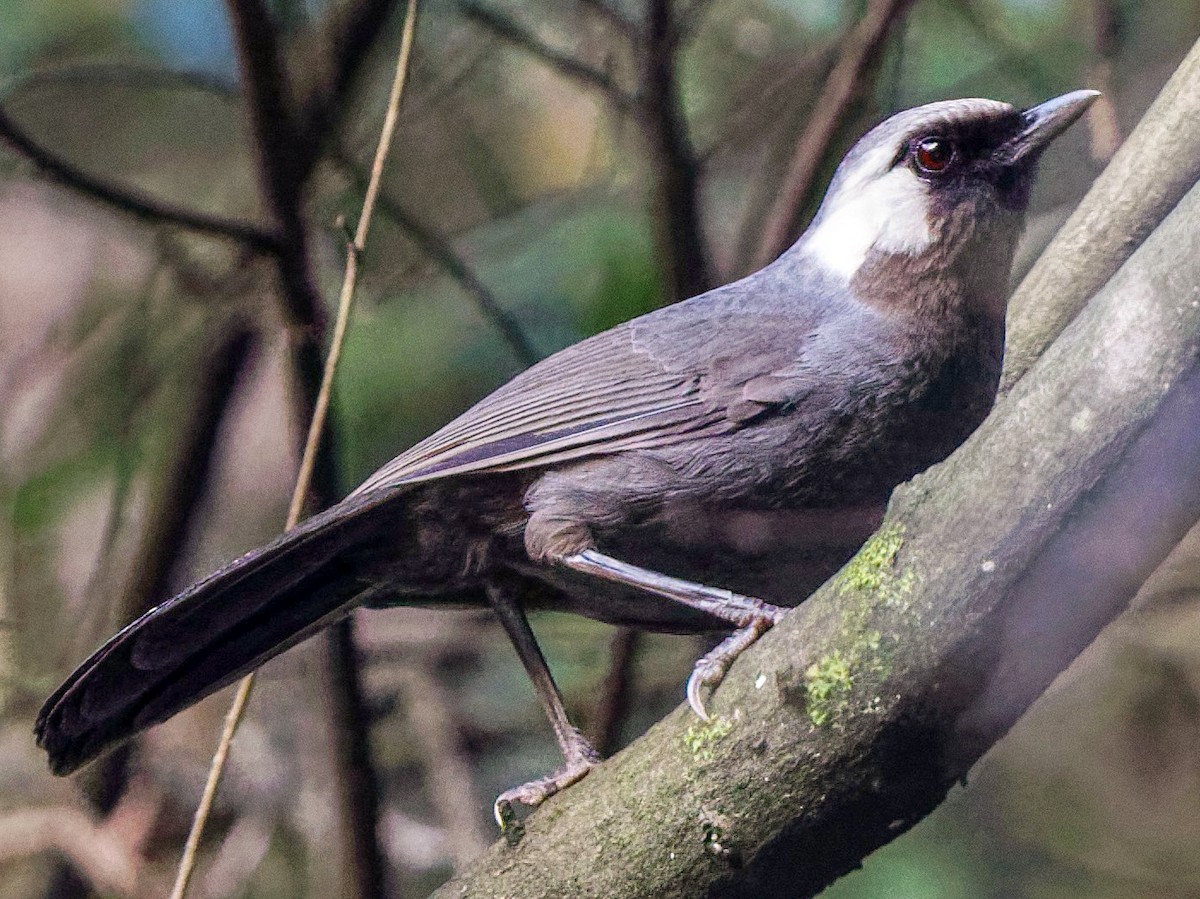 Gray Laughingthrush - Garrulax maesi - Birds of the World