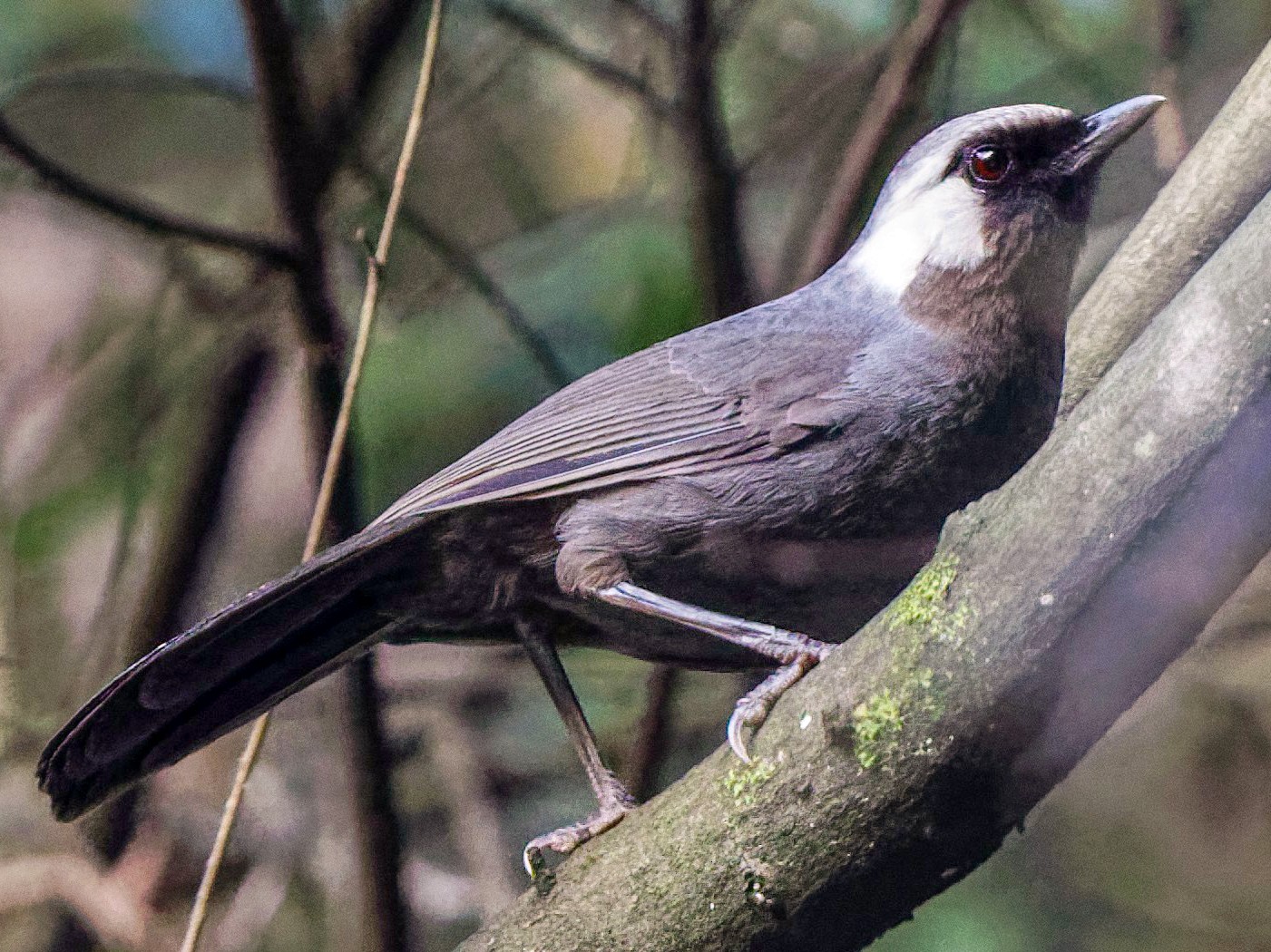 Grey Laughingthrush - eBird
