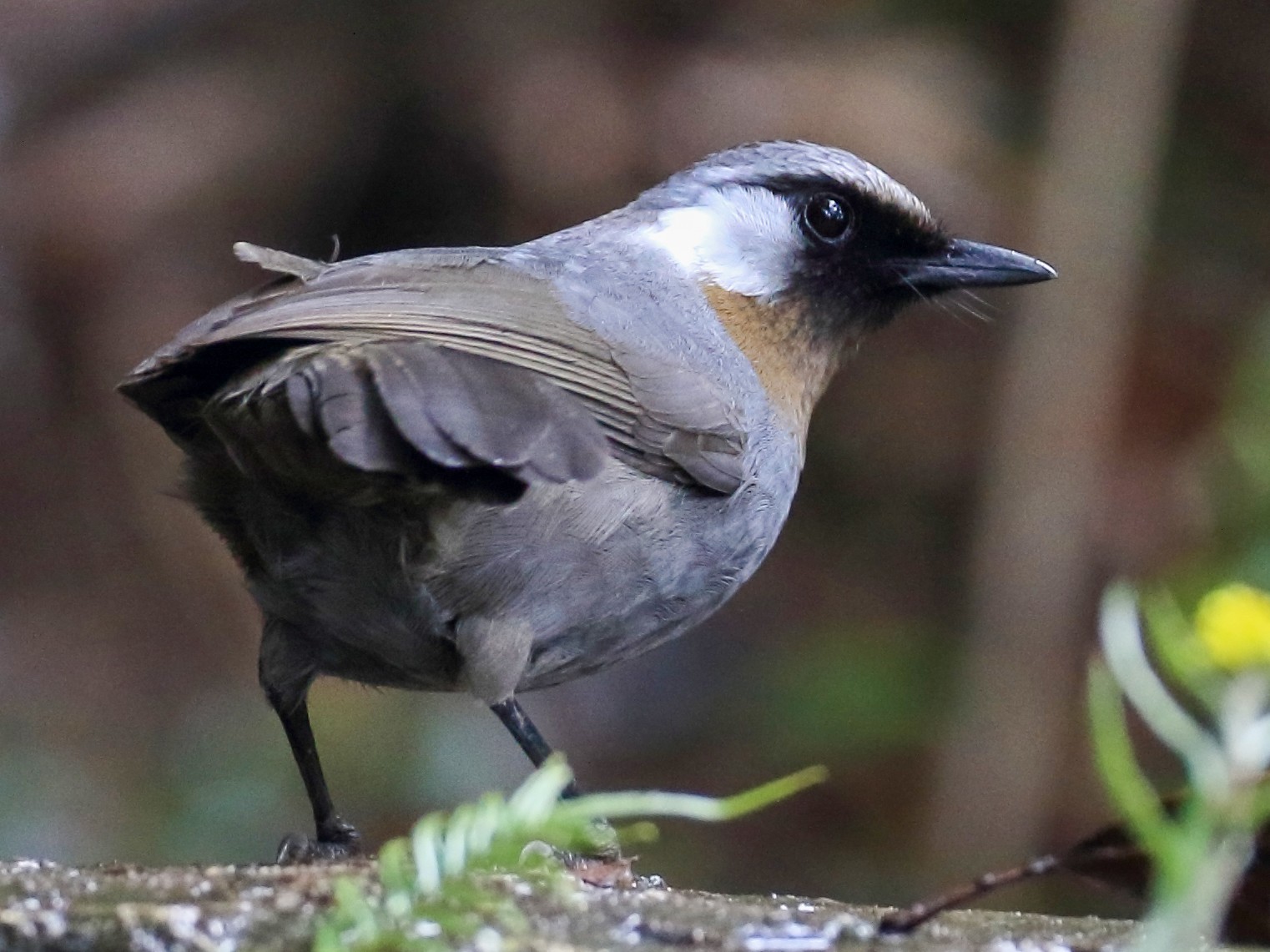 Grey Laughingthrush - eBird