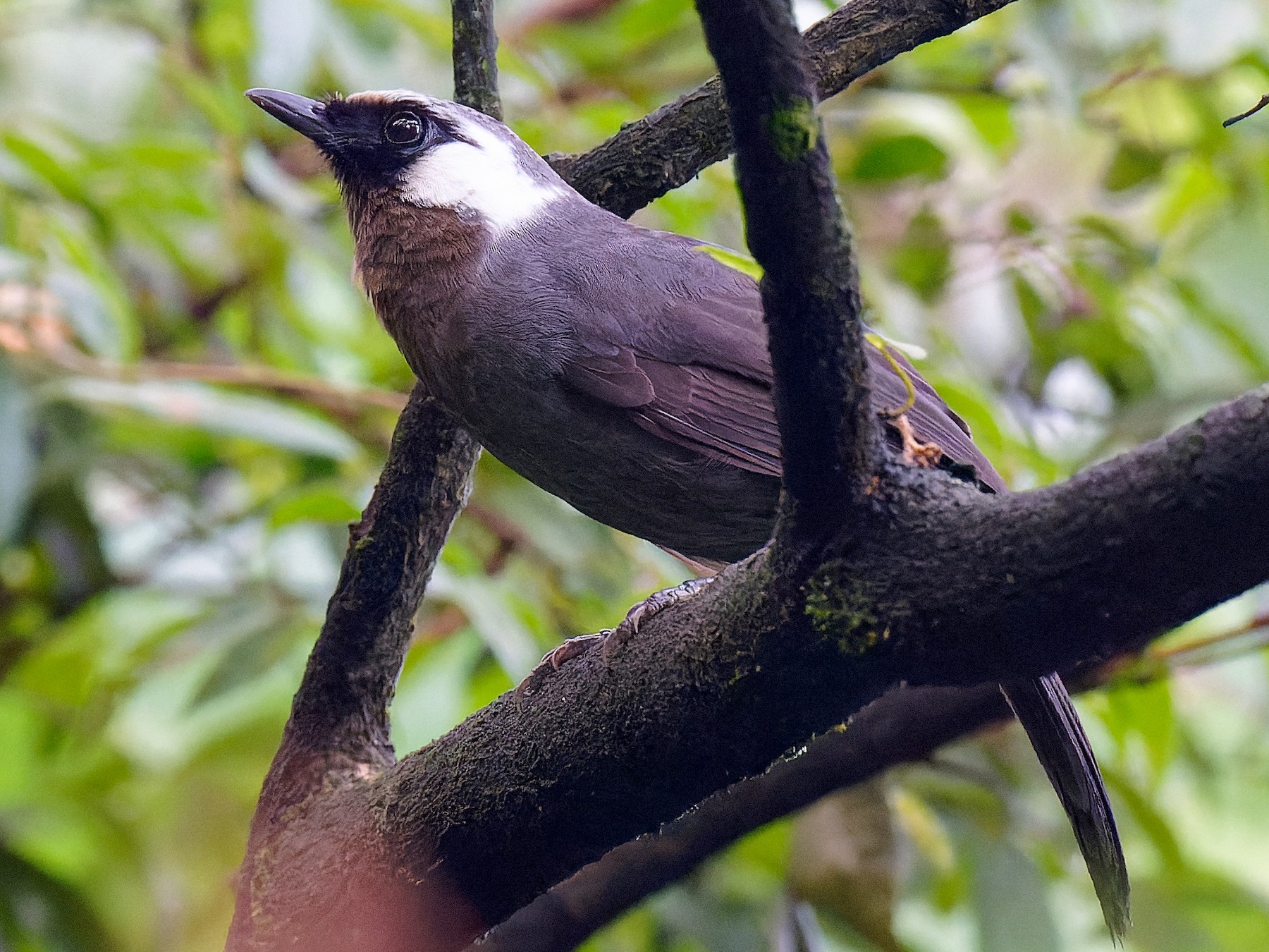 Grey Laughingthrush - eBird
